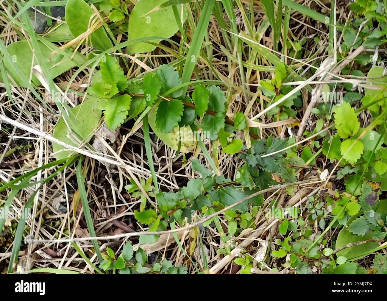 Shrubby Haloragis (Haloragis erecta Stock Photo - Alamy