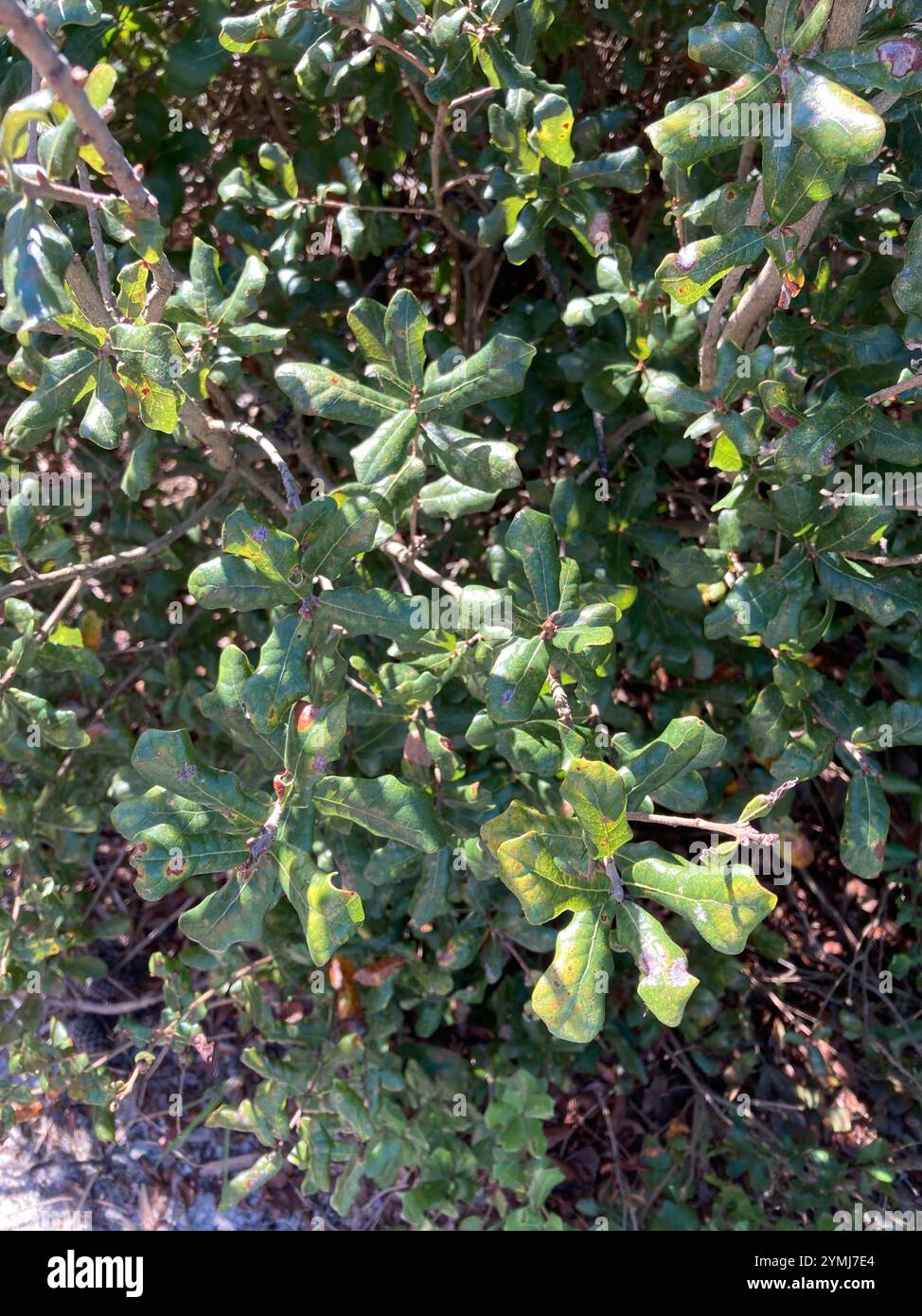 Chapman's Oak (Quercus chapmanii Stock Photo - Alamy
