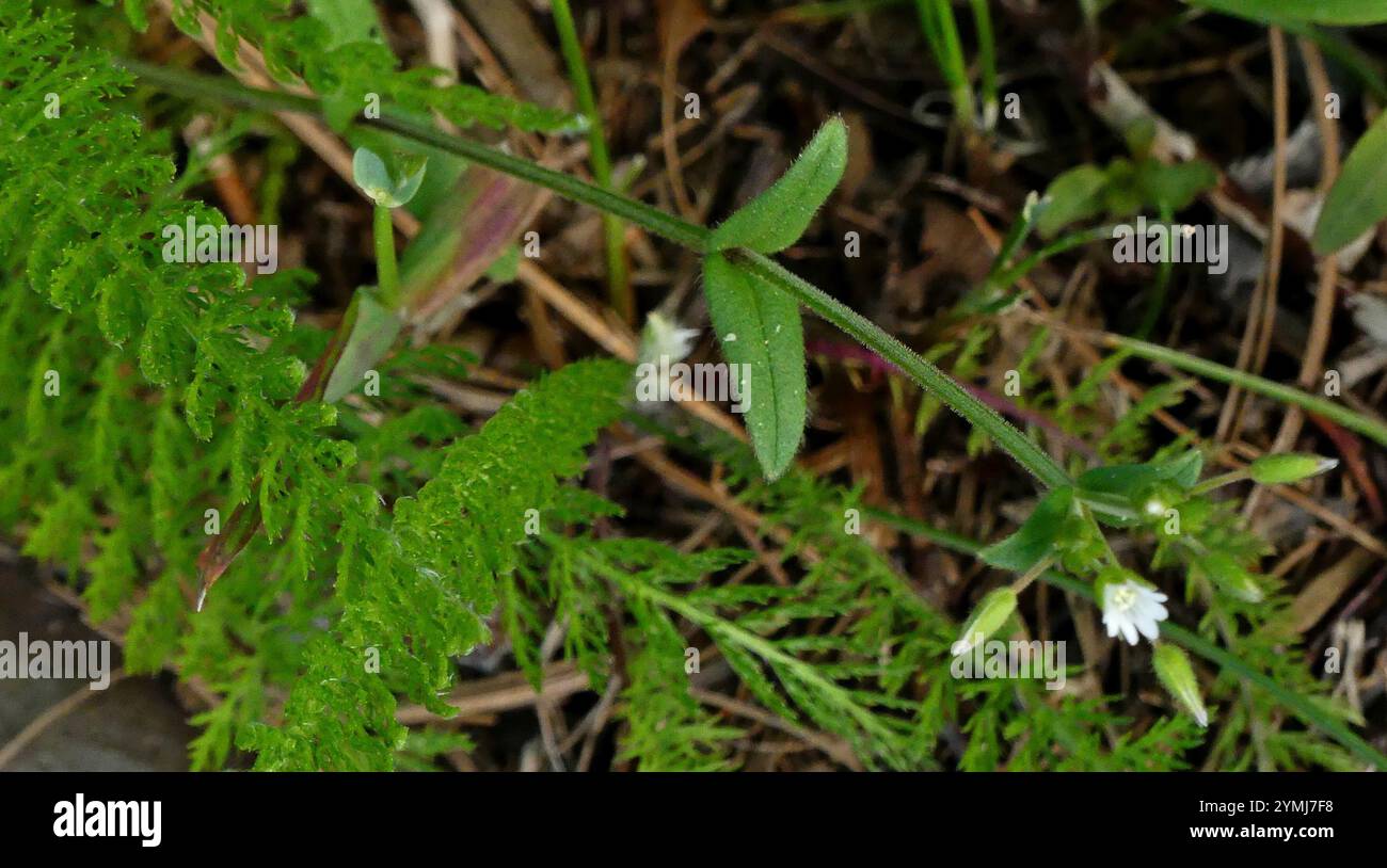 Common mouse-ear chickweed (Cerastium fontanum Stock Photo - Alamy