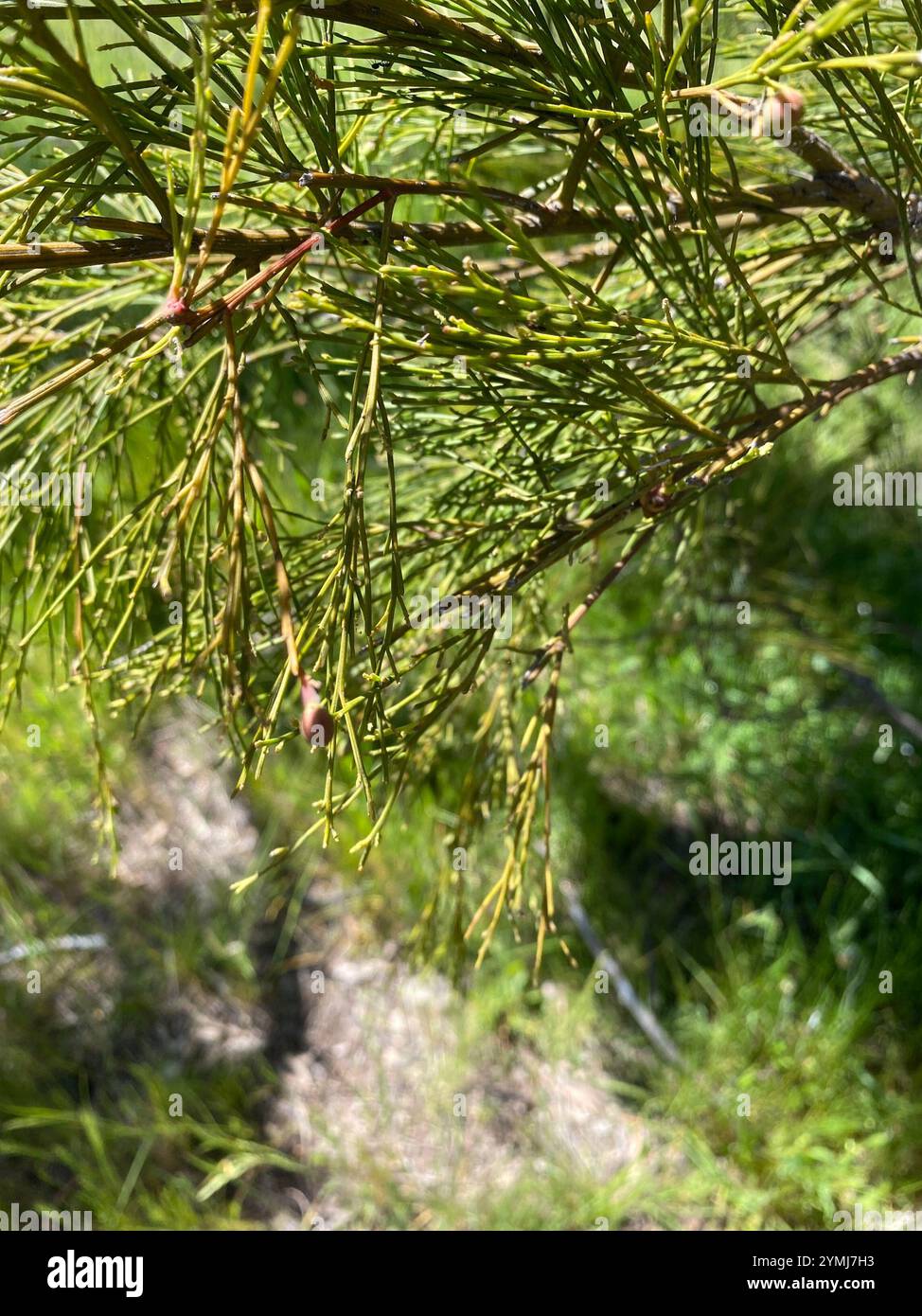 Exocarpos cupressiformis hi-res stock photography and images - Alamy