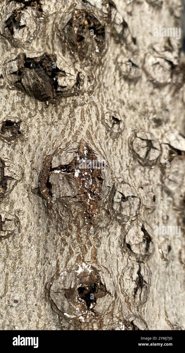 Beech Scale (Cryptococcus fagisuga Stock Photo - Alamy