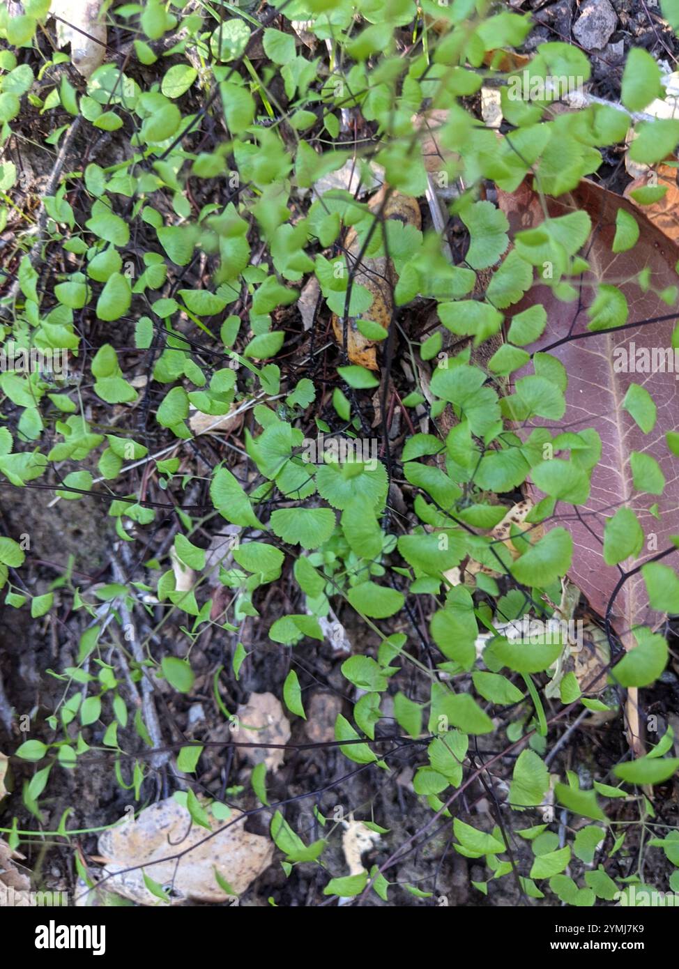 California Maidenhair Fern (Adiantum jordanii Stock Photo - Alamy