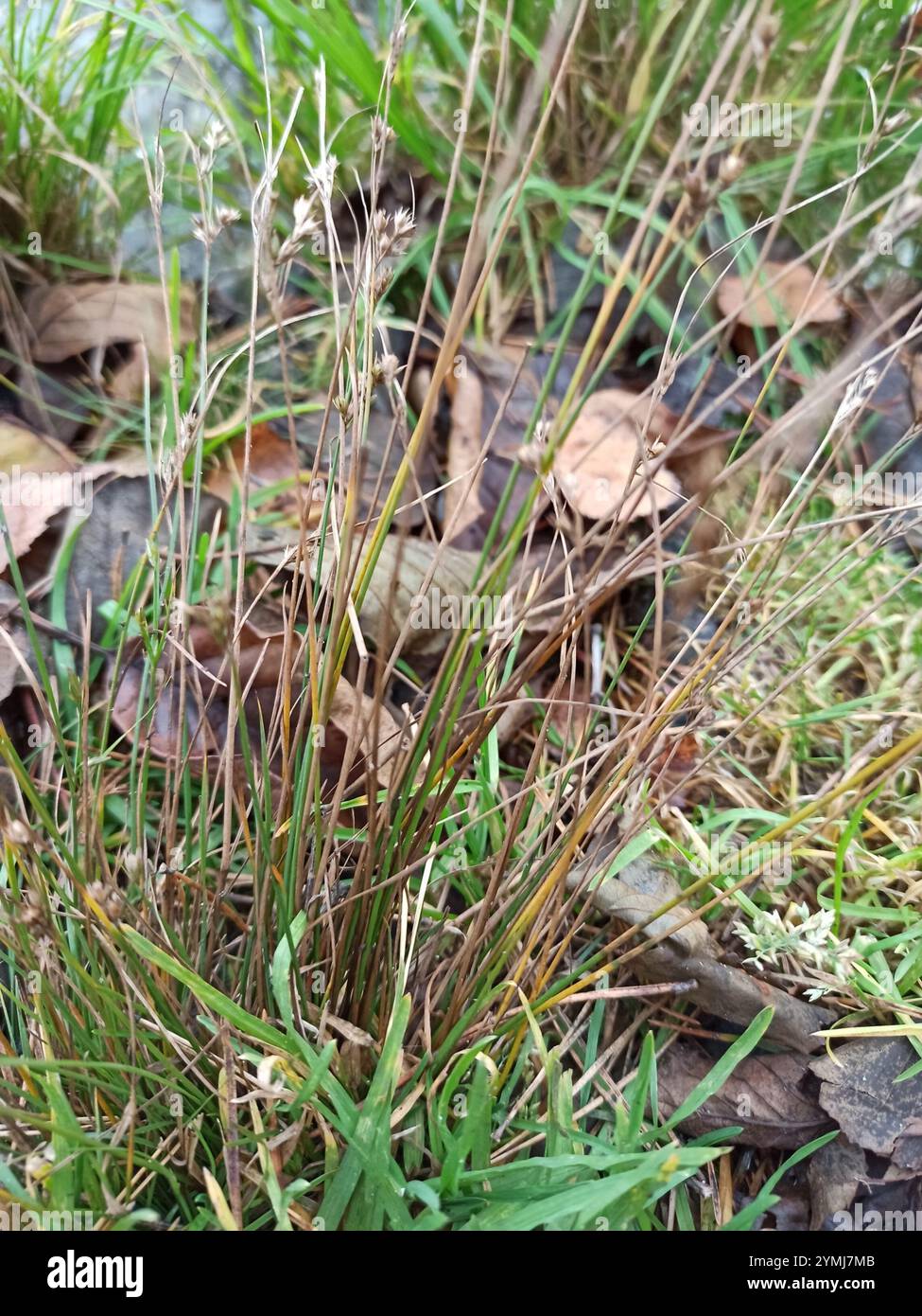 Slender Path Rush (Juncus tenuis Stock Photo - Alamy