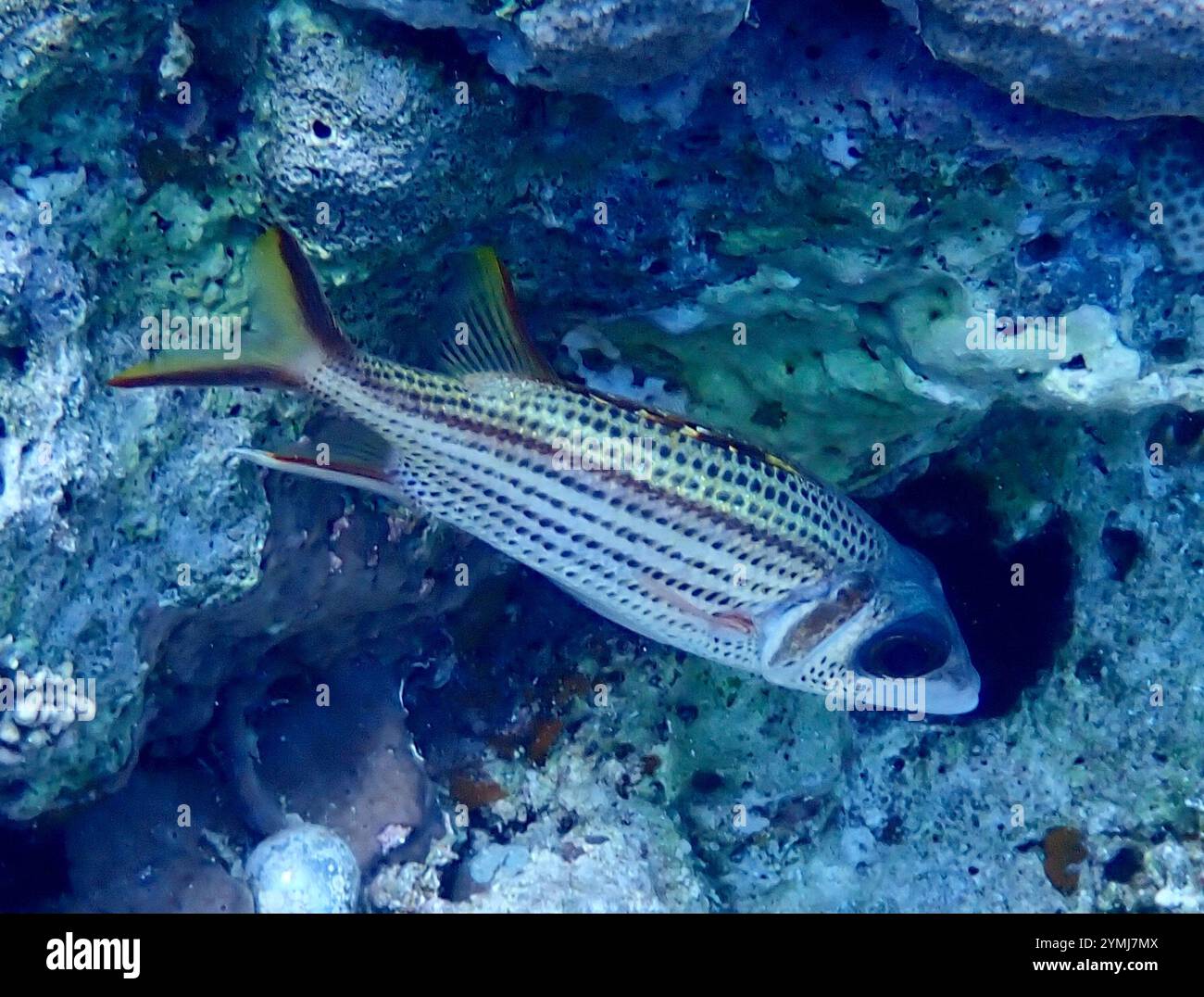Spotfin Squirrelfish (Neoniphon sammara Stock Photo - Alamy