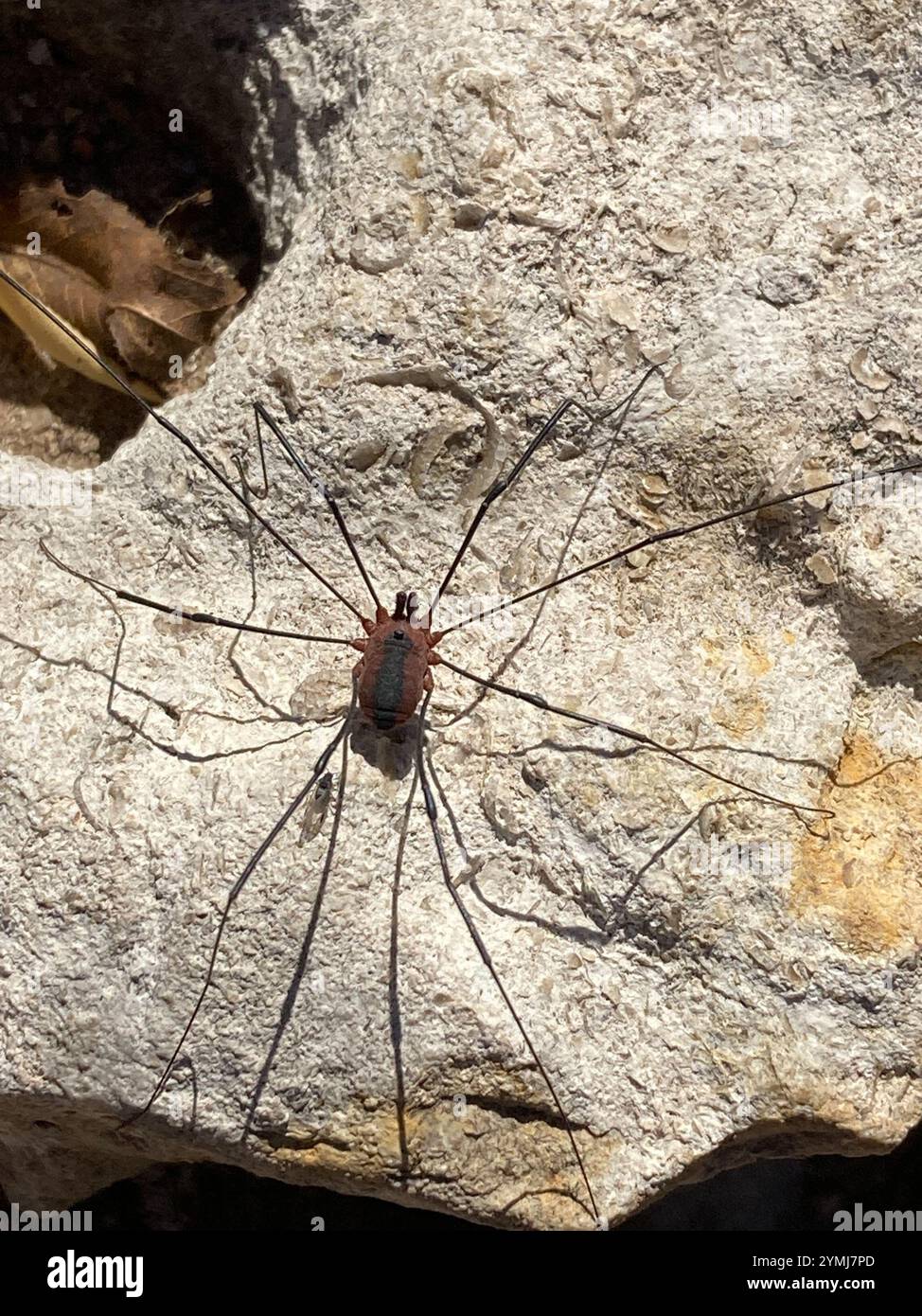 Eastern Harvestman (Leiobunum vittatum Stock Photo - Alamy