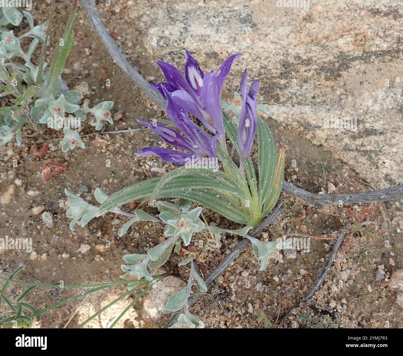 Baboon root hi-res stock photography and images - Alamy