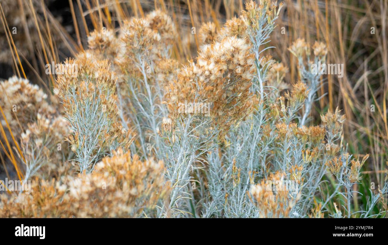Rubber Rabbitbrush (Ericameria nauseosa Stock Photo - Alamy