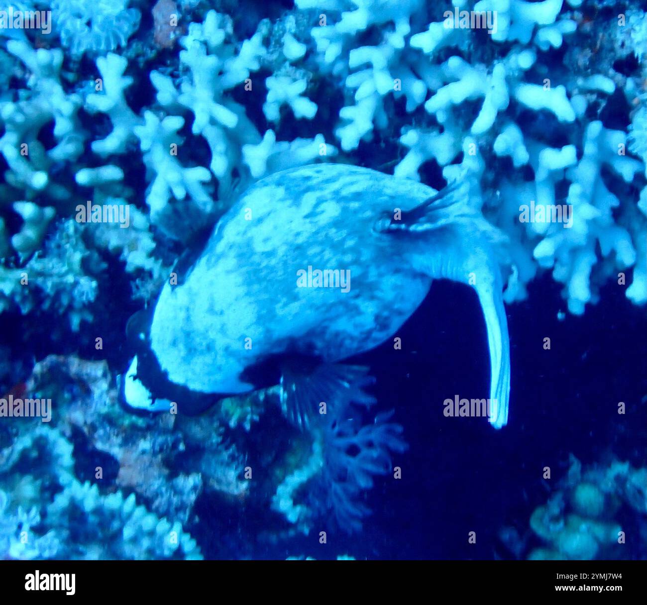 Masked Puffer (Arothron diadematus Stock Photo - Alamy