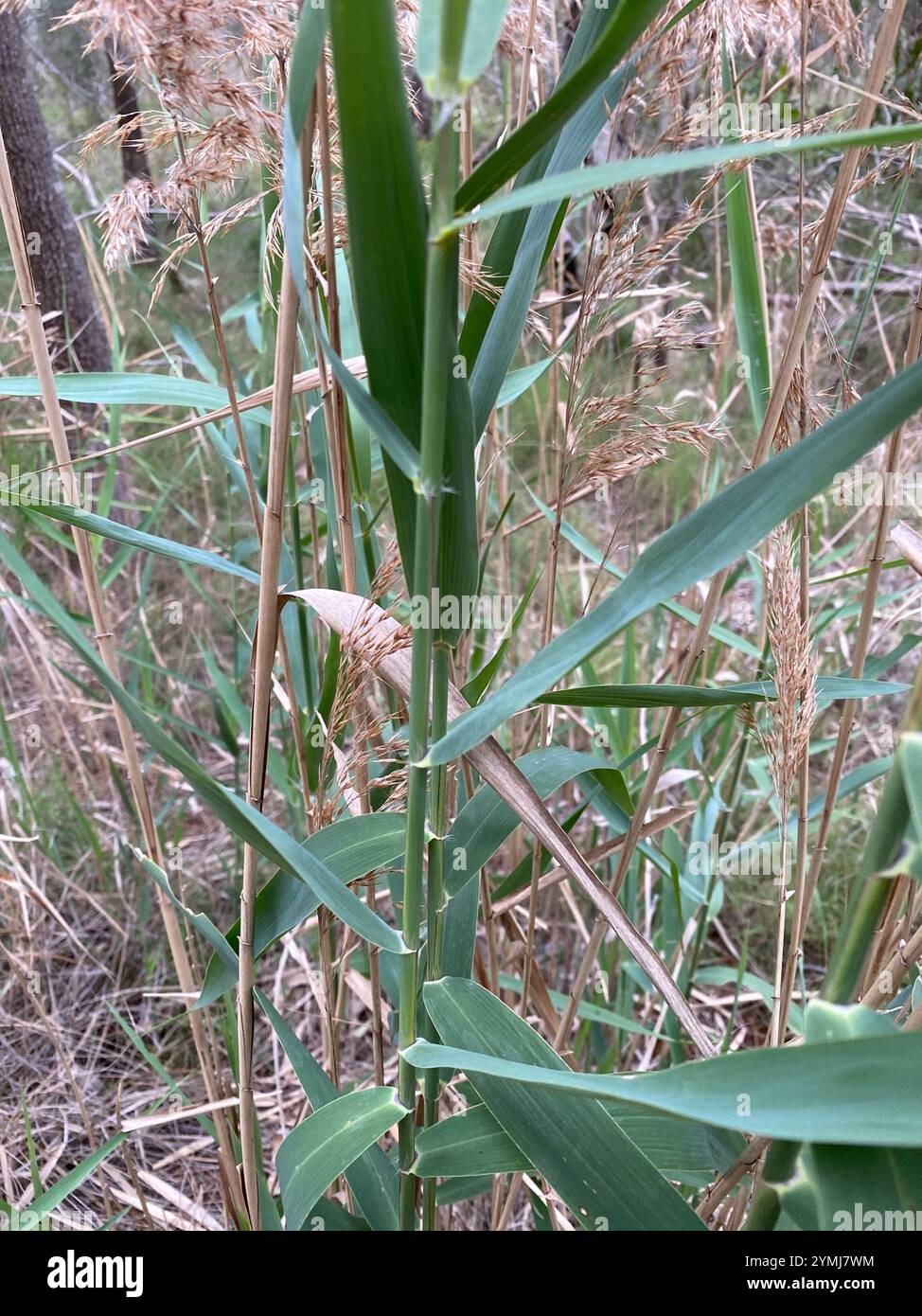 common reed (Phragmites australis Stock Photo - Alamy