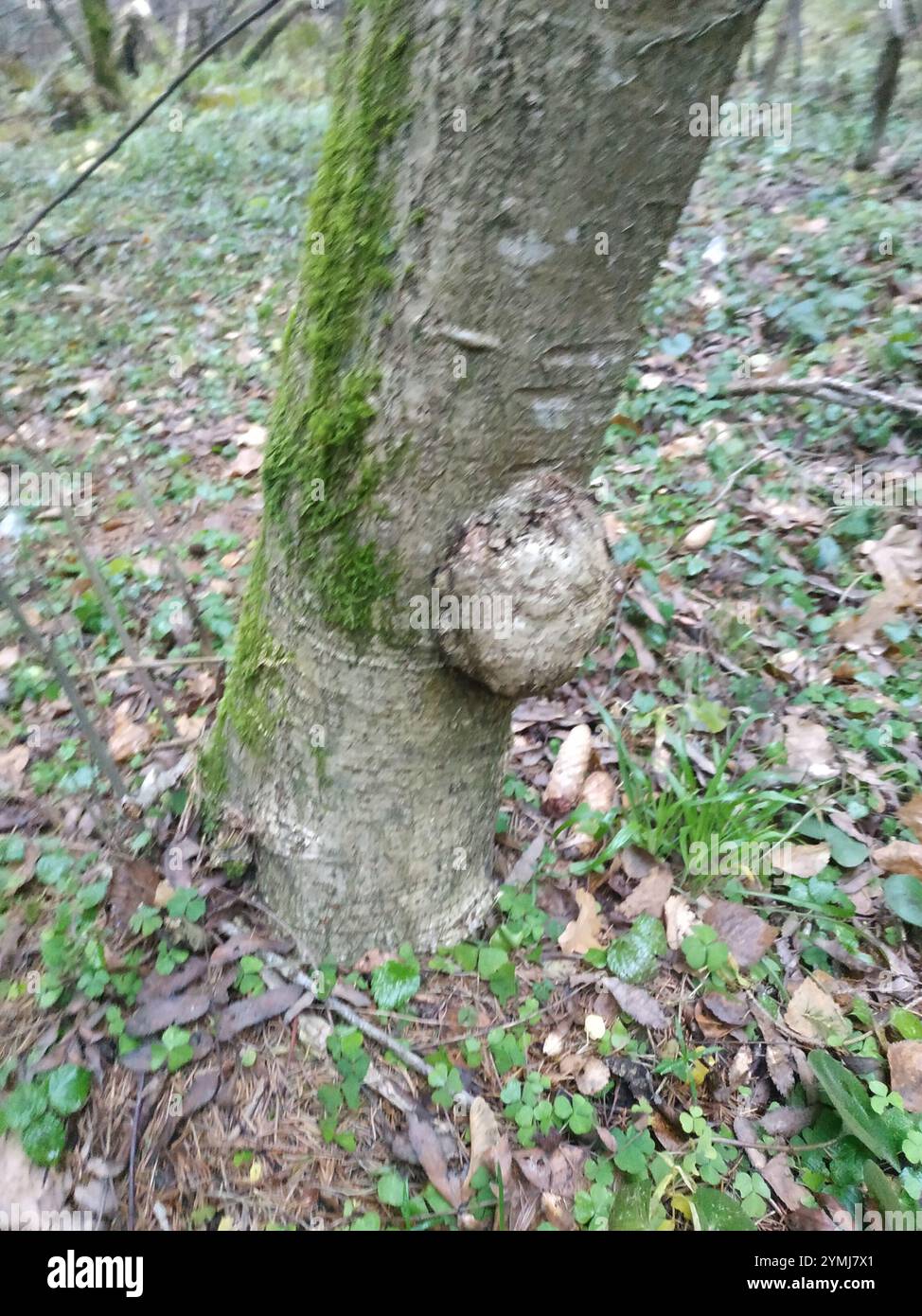 bacterial crown gall (Agrobacterium radiobacter Stock Photo - Alamy