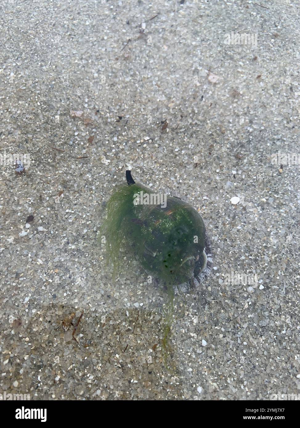 Caribbean Crown Conch (Melongena melongena Stock Photo - Alamy