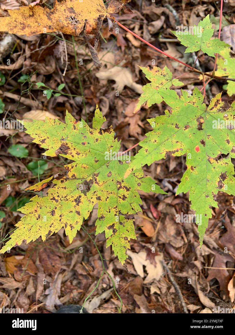 Freeman's Maple (Acer × freemanii Stock Photo - Alamy