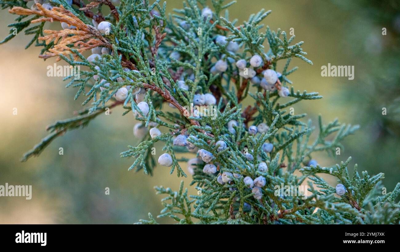 Rocky Mountain Juniper (Juniperus scopulorum Stock Photo - Alamy