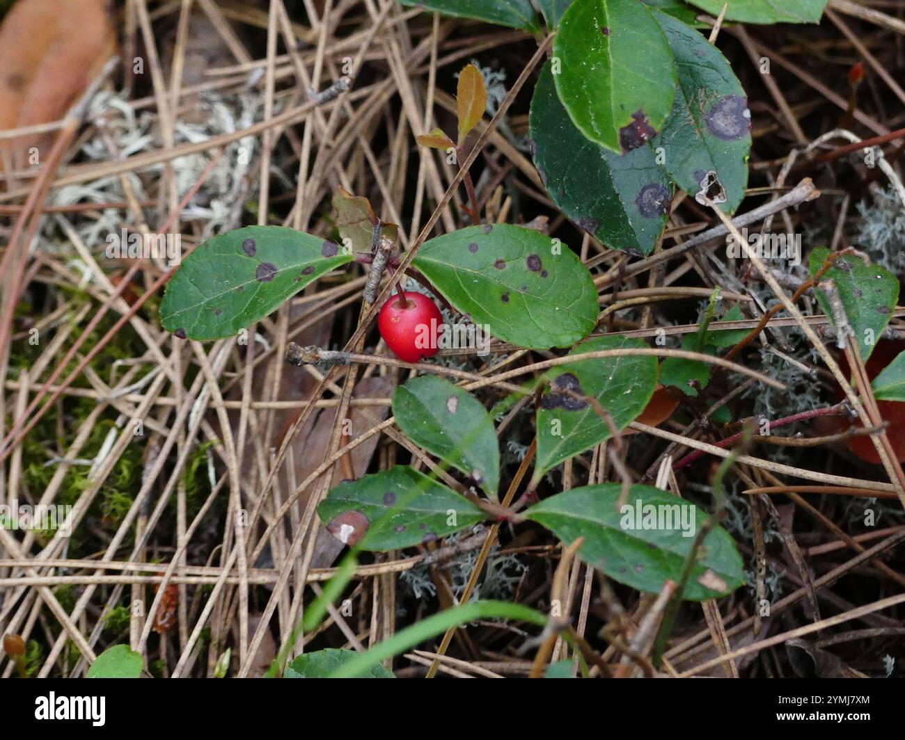 Eastern Teaberry (Gaultheria procumbens Stock Photo - Alamy