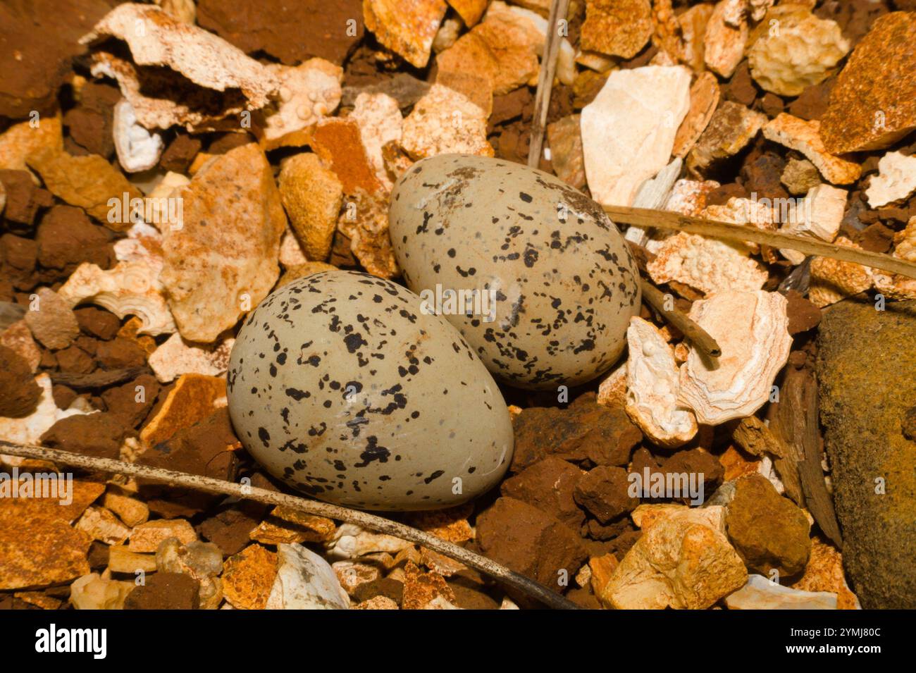 Collared Plover (Anarhynchus collaris Stock Photo - Alamy