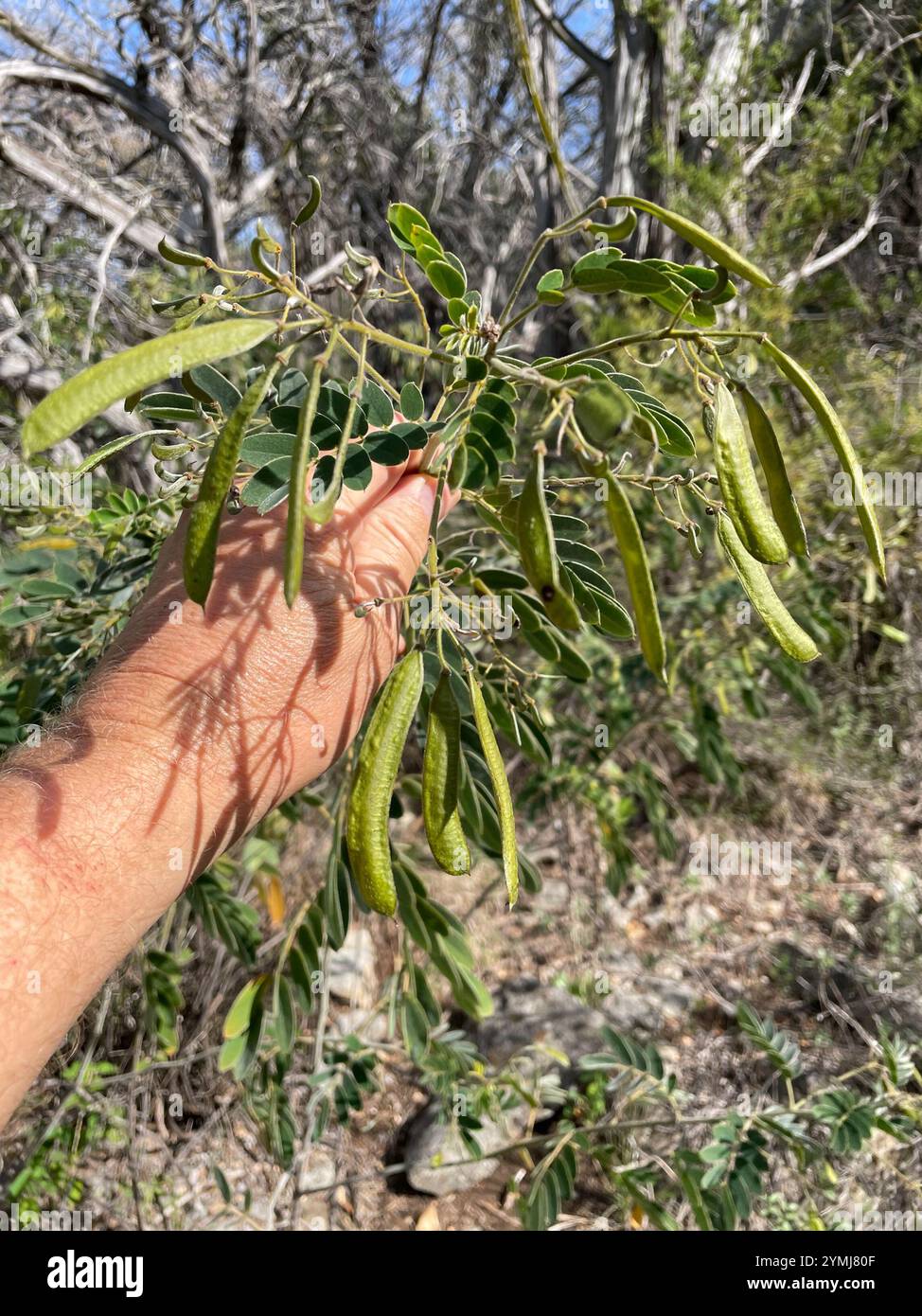 Lindheimer's Senna (Senna lindheimeriana Stock Photo - Alamy