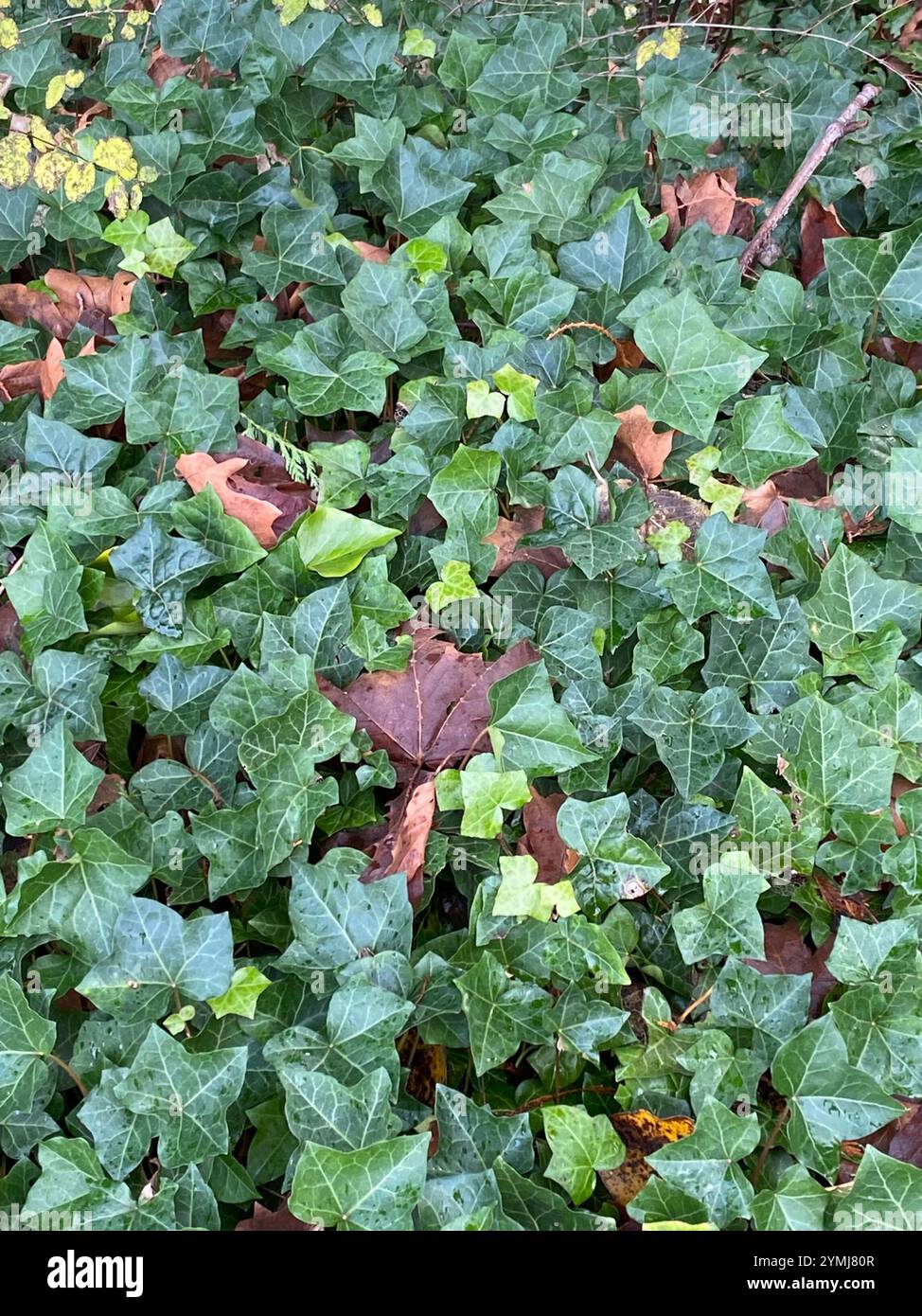 common ivy (Hedera helix Stock Photo - Alamy