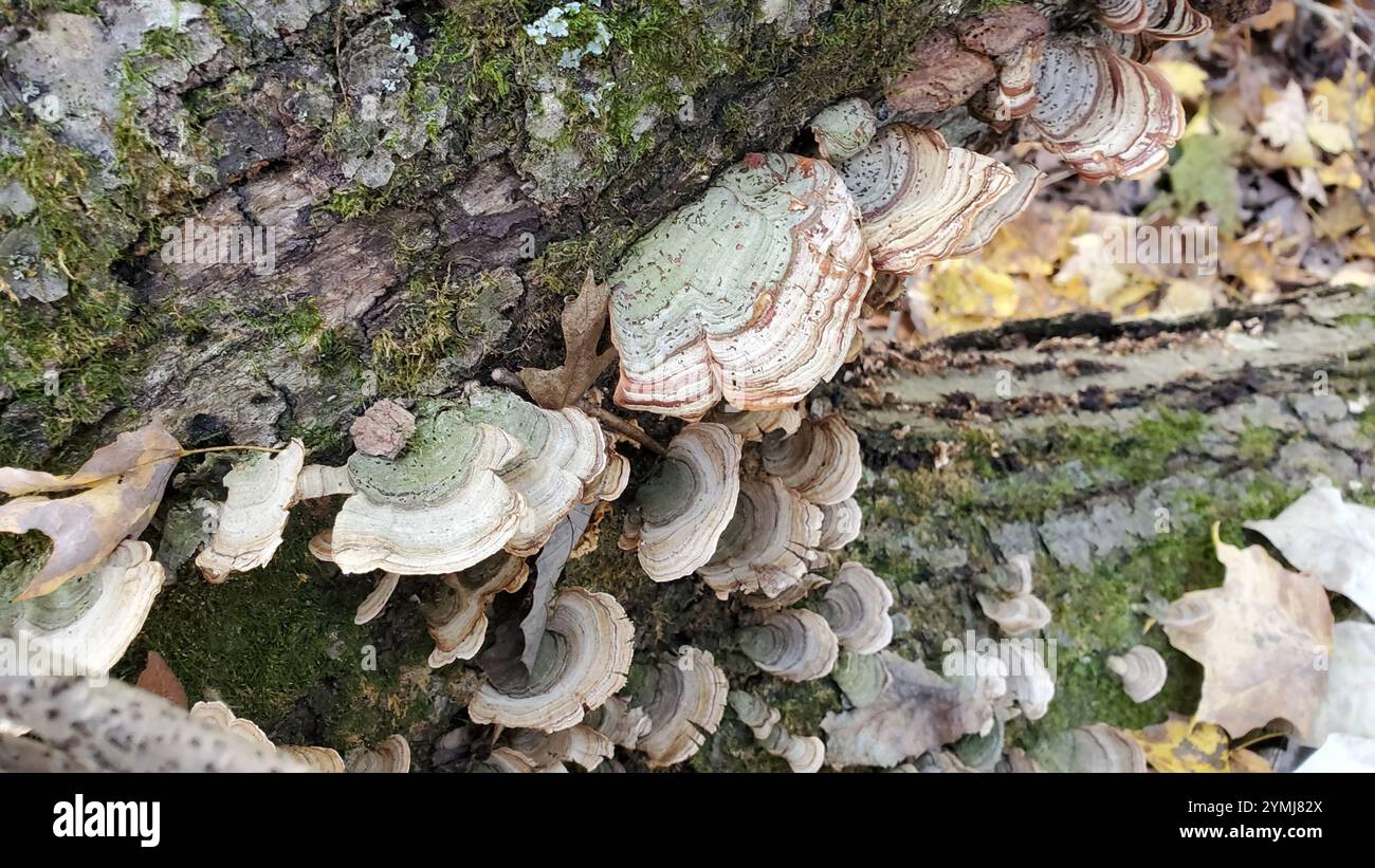 False Turkey-Tail (Stereum ostrea Stock Photo - Alamy