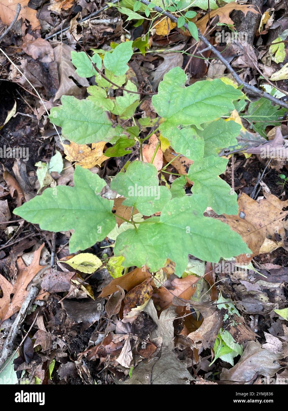red maple (Acer rubrum Stock Photo - Alamy