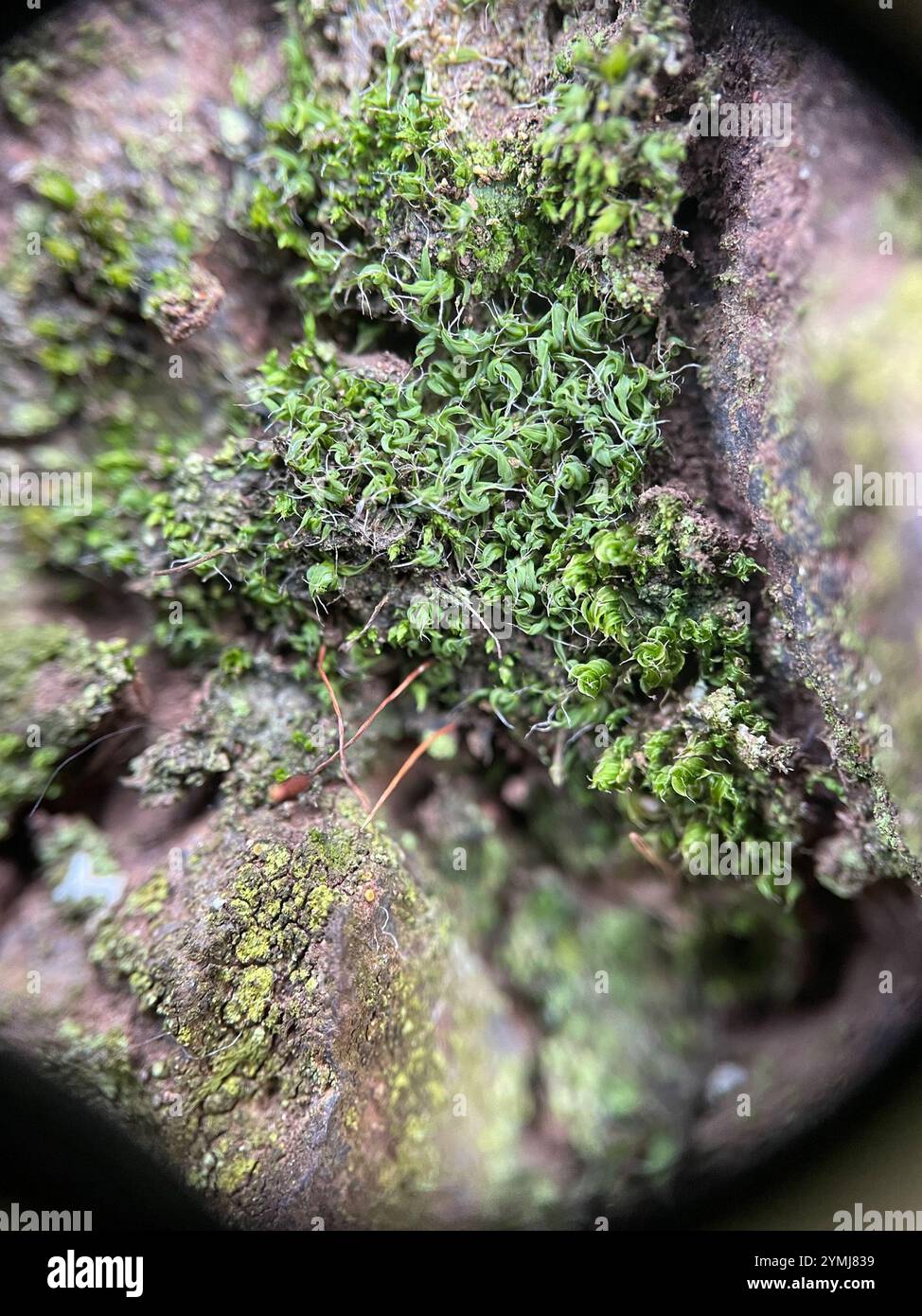 Wall Screw-moss (Tortula muralis Stock Photo - Alamy