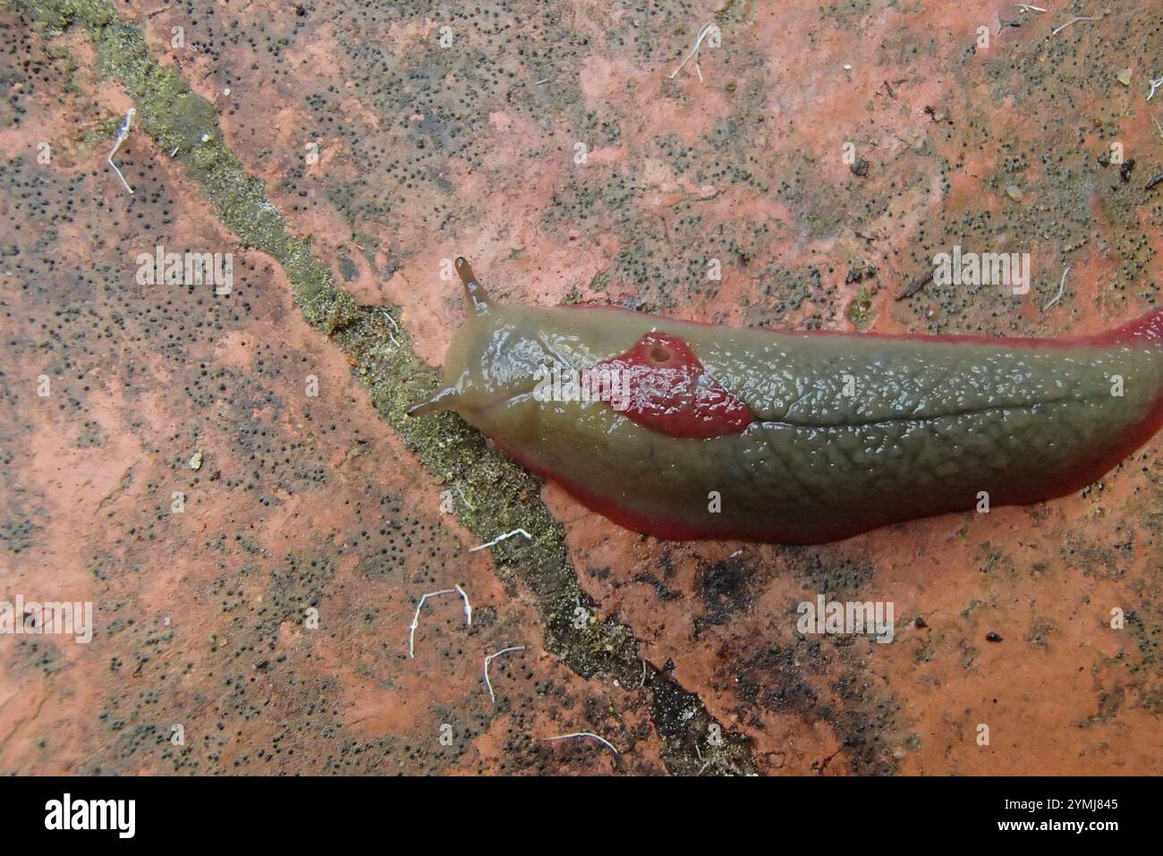 Red Triangle Slug (Triboniophorus graeffei Stock Photo - Alamy