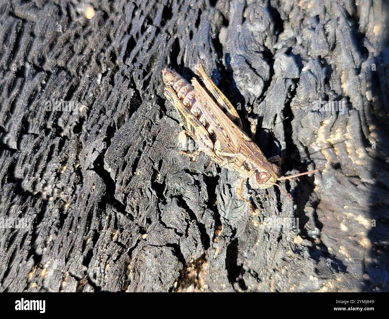 Devastating Grasshopper (Melanoplus devastator Stock Photo - Alamy