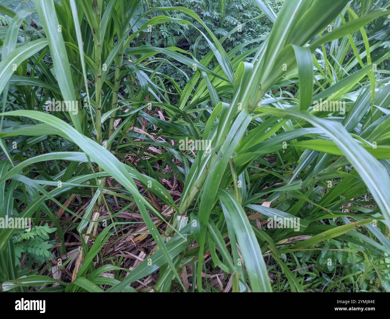 bristlegrasses, bluestems, paspalums, and allies (Panicoideae Stock ...