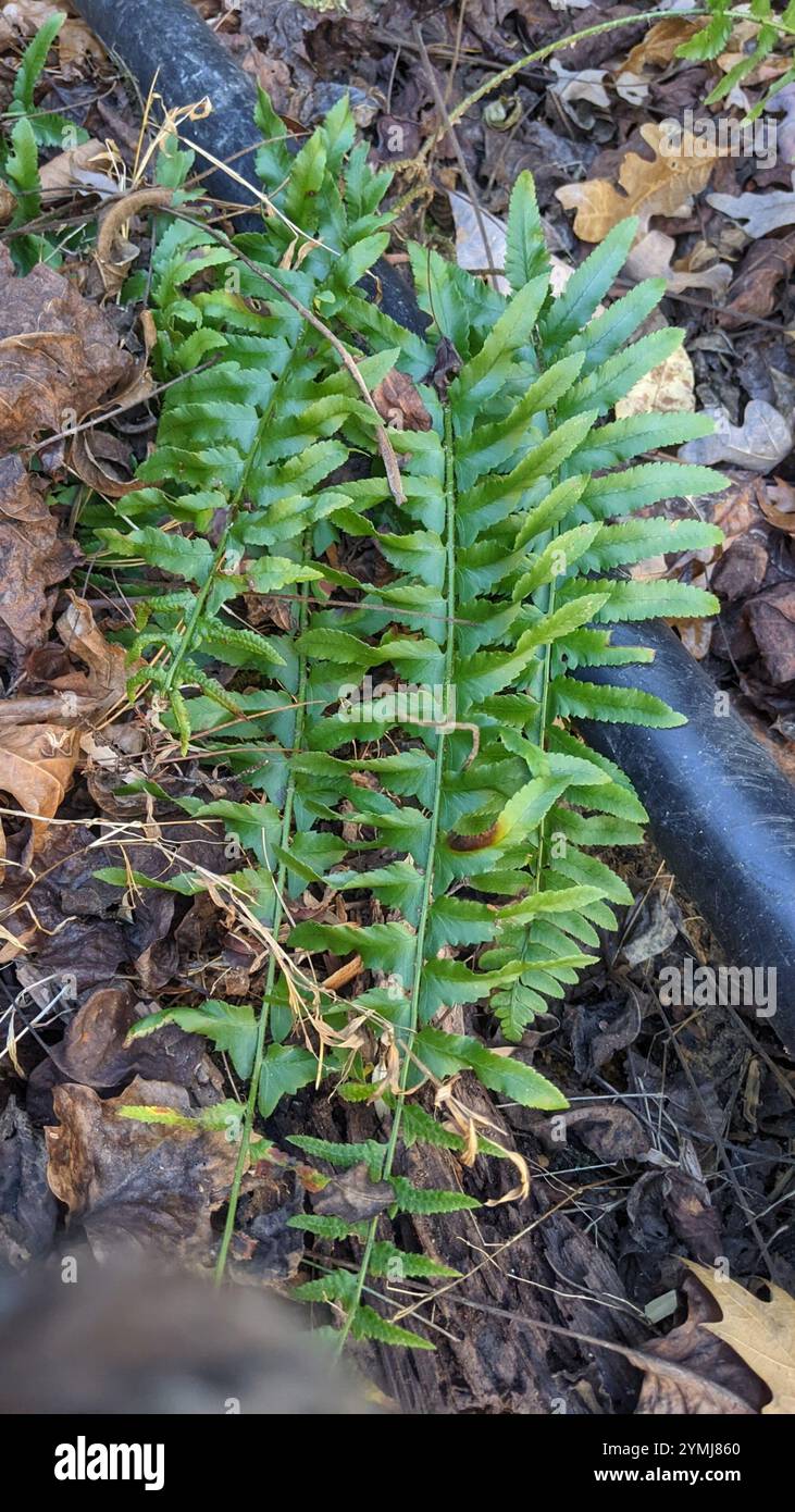 Christmas fern (Polystichum acrostichoides Stock Photo - Alamy
