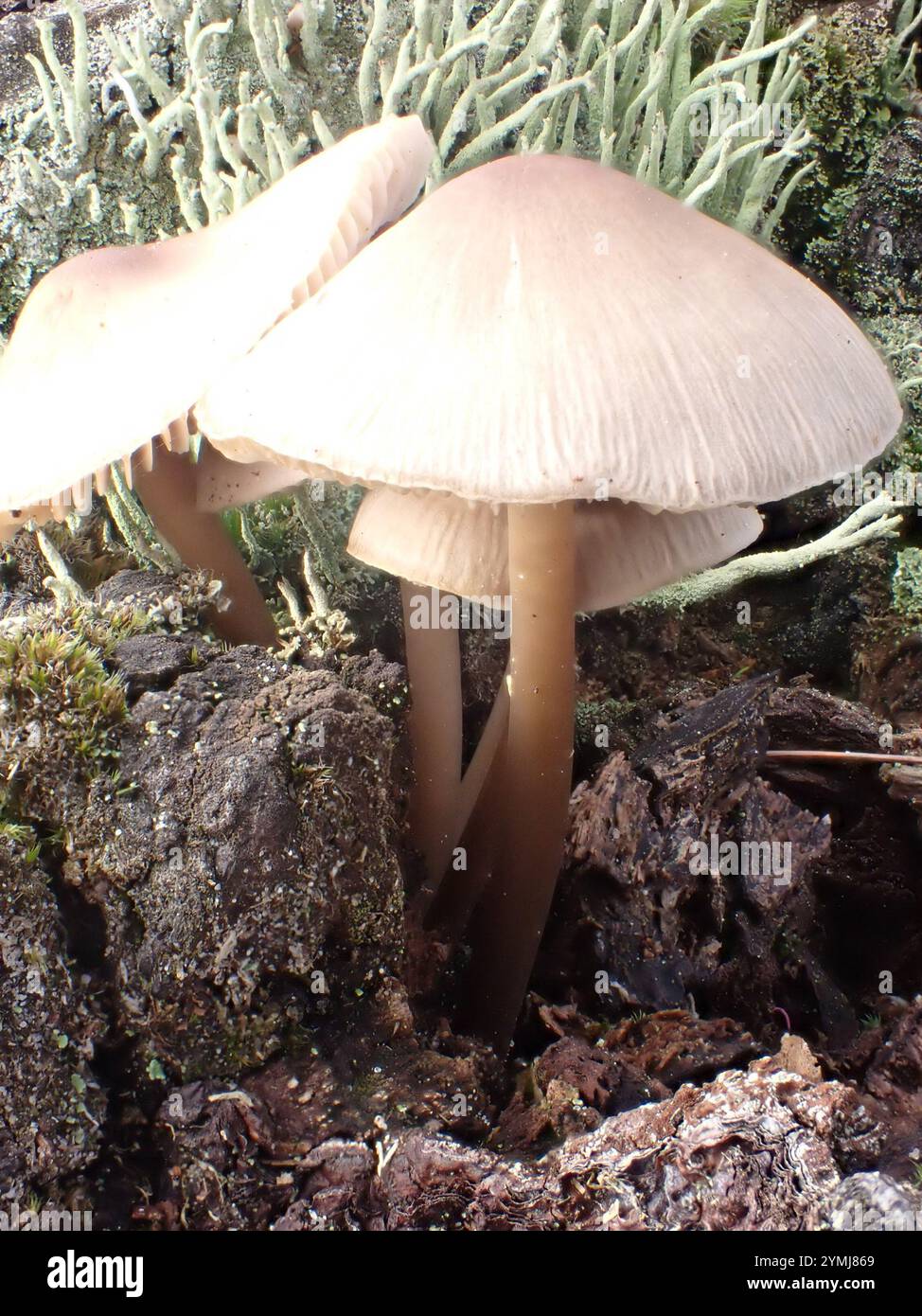 common bonnet (Mycena galericulata Stock Photo - Alamy