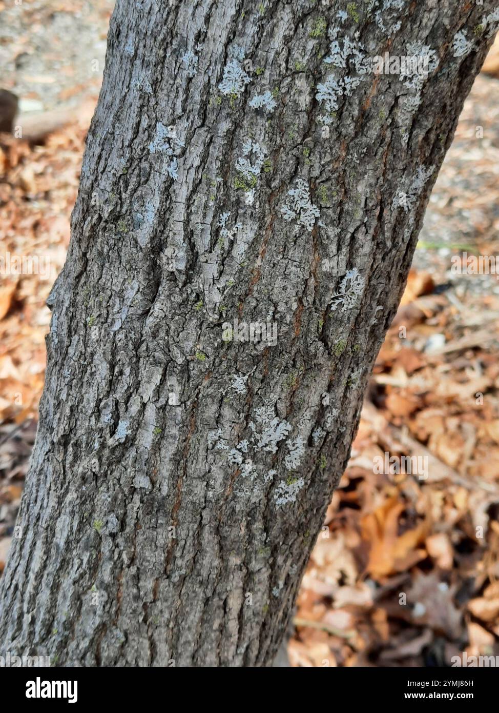 common hackberry (Celtis occidentalis Stock Photo - Alamy