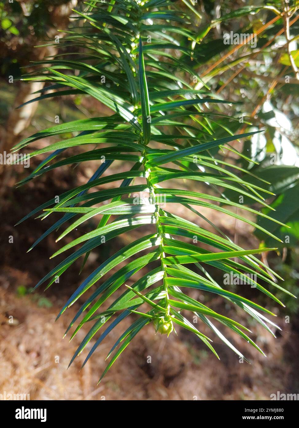 China-fir (Cunninghamia lanceolata Stock Photo - Alamy