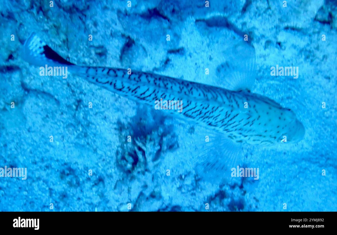 Spotted Sandperch (Parapercis hexophtalma Stock Photo - Alamy