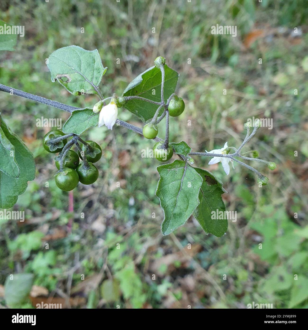 black nightshade (Solanum nigrum Stock Photo - Alamy