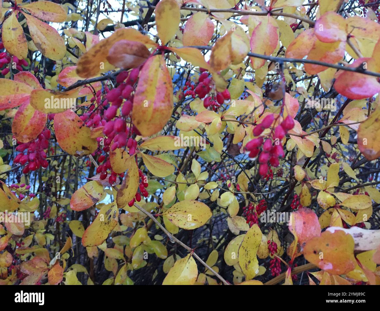 European barberry (Berberis vulgaris Stock Photo - Alamy