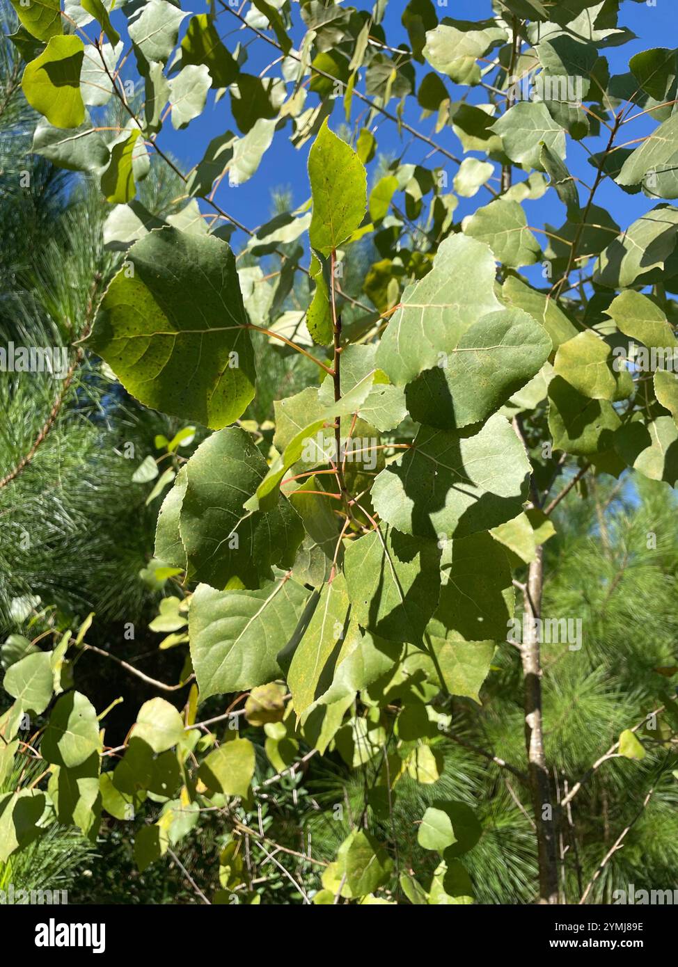 Eastern Cottonwood (Populus deltoides Stock Photo - Alamy