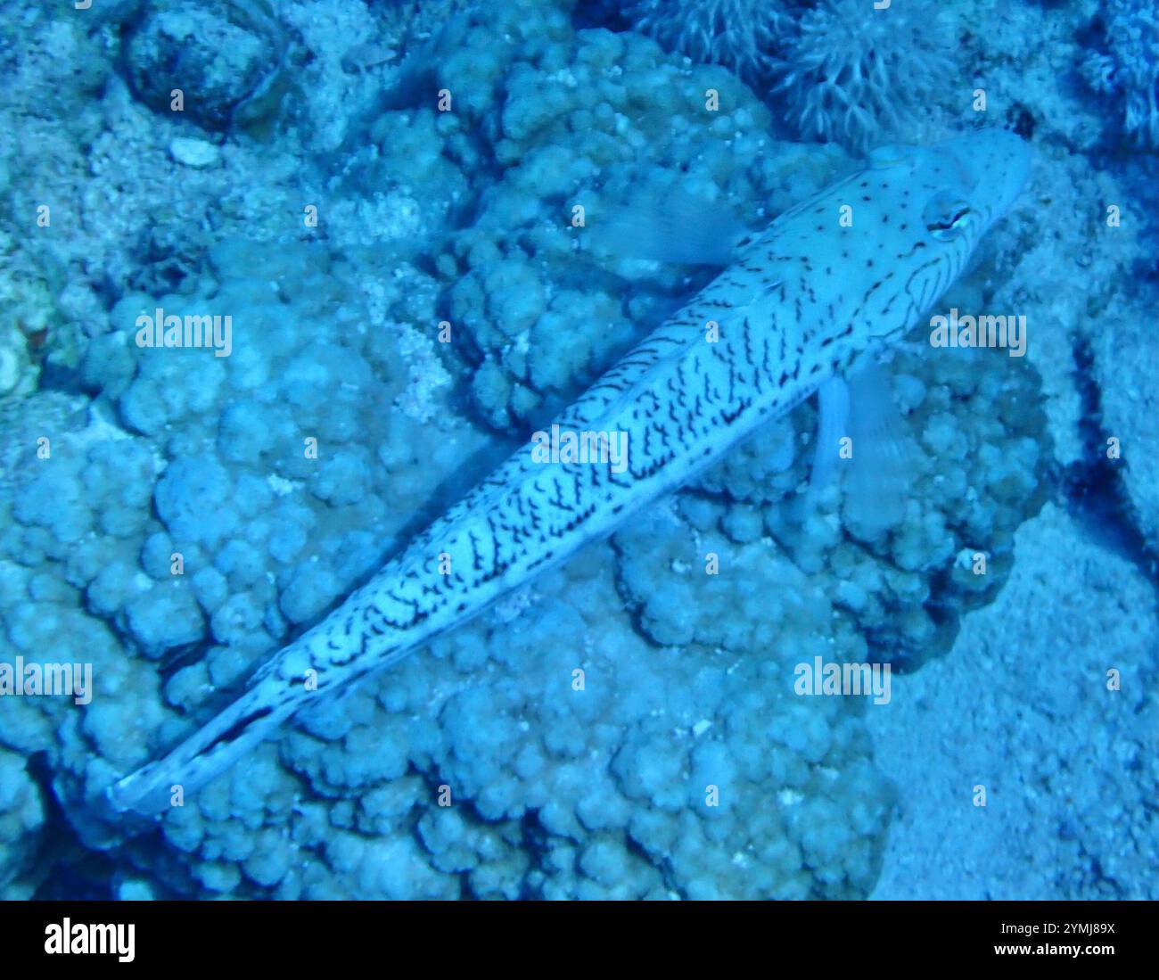 Spotted Sandperch (Parapercis hexophtalma Stock Photo - Alamy