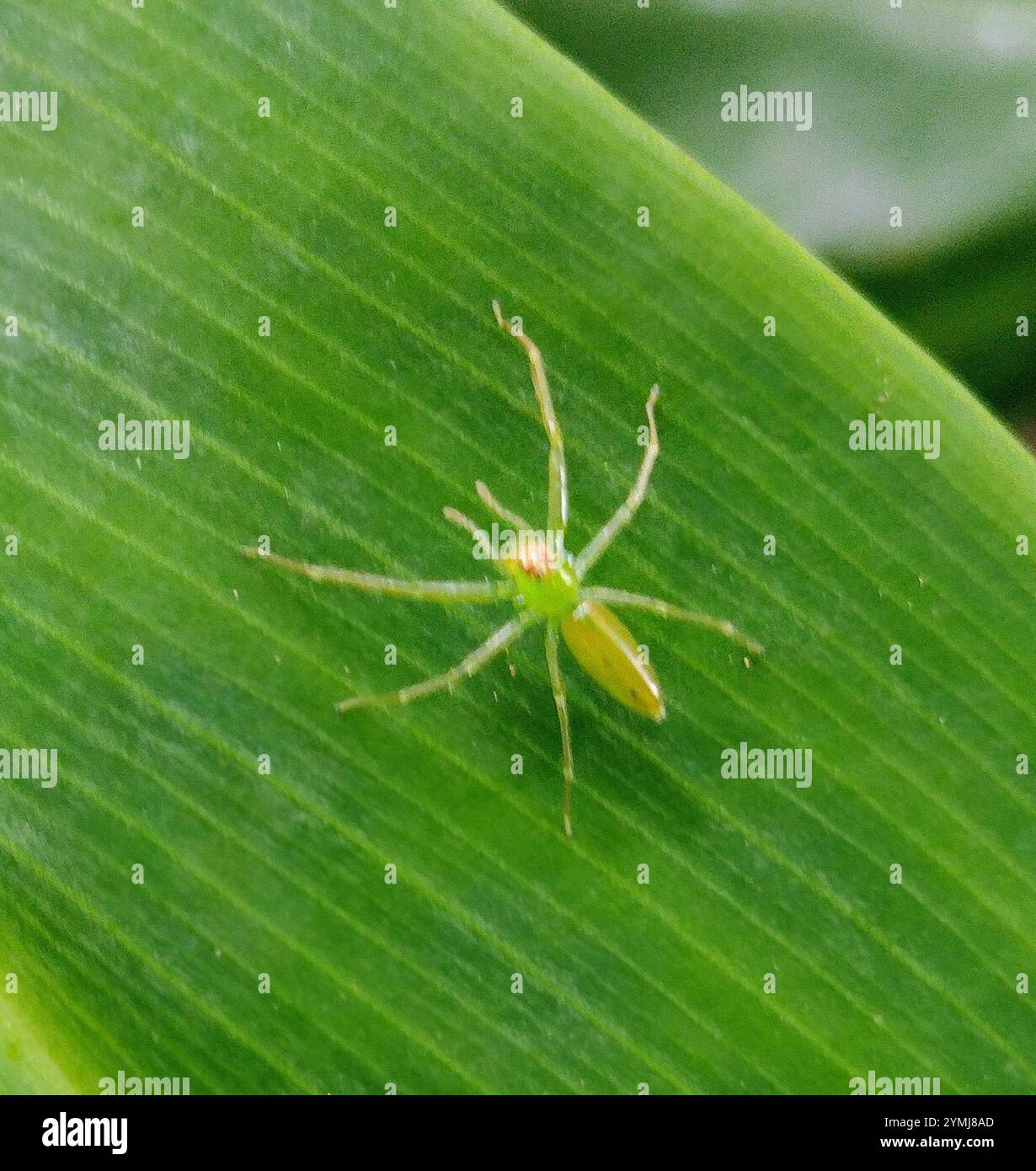 Translucent Green Jumping Spiders (Lyssomanes Stock Photo - Alamy