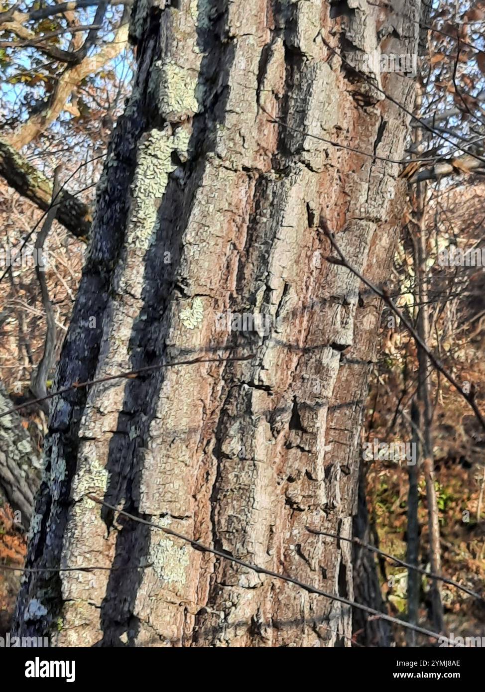 chestnut oak (Quercus montana Stock Photo - Alamy