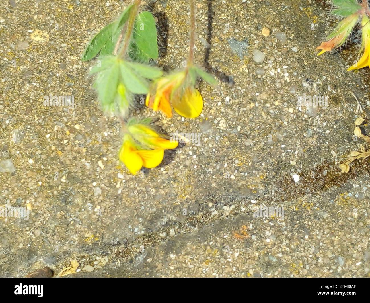 Hairy Bird's-foot-trefoil (Lotus subbiflorus Stock Photo - Alamy