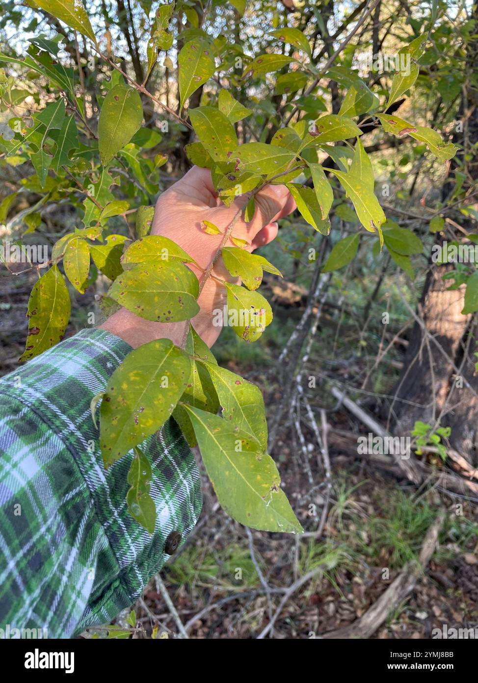 eastern swamp privet (Forestiera acuminata Stock Photo - Alamy