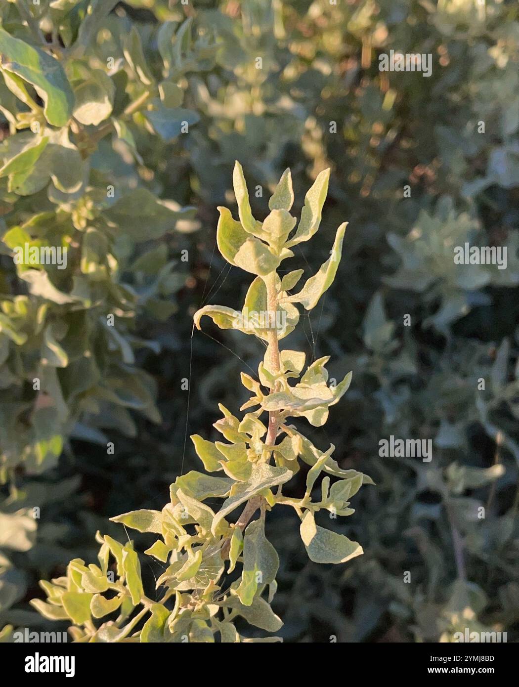 big saltbush (Atriplex lentiformis Stock Photo - Alamy