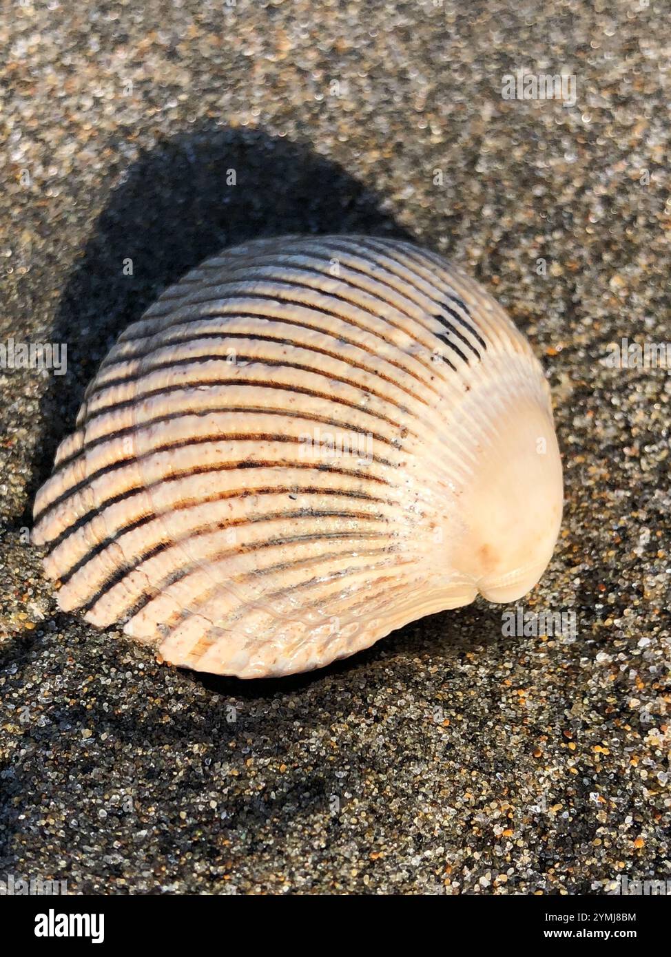 Clinocardium nuttallii hi-res stock photography and images - Alamy