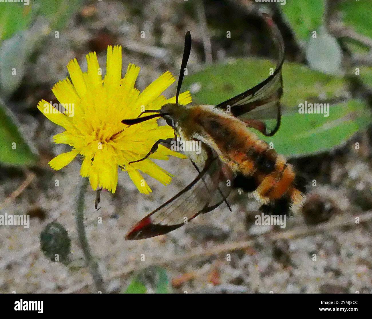 Clearwings and Bee Hawkmoths (Hemaris Stock Photo - Alamy