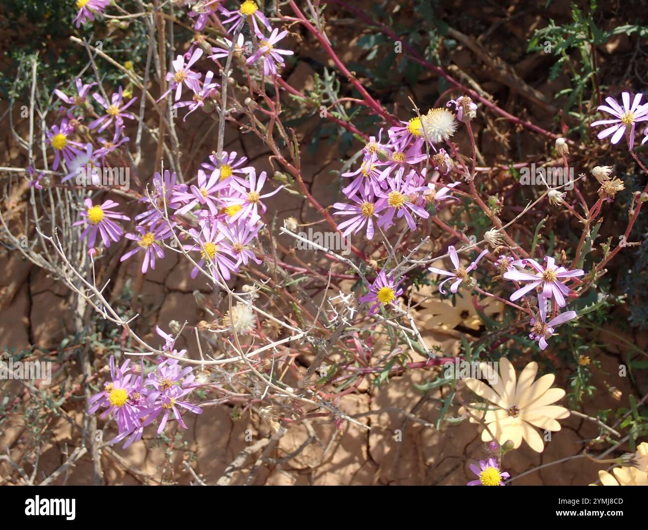 Senecio arenarius hi-res stock photography and images - Alamy