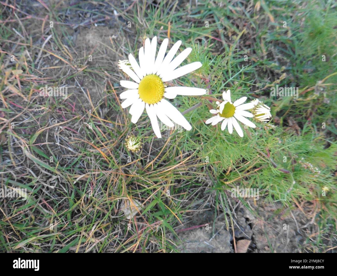 scentless mayweed (Tripleurospermum inodorum Stock Photo - Alamy