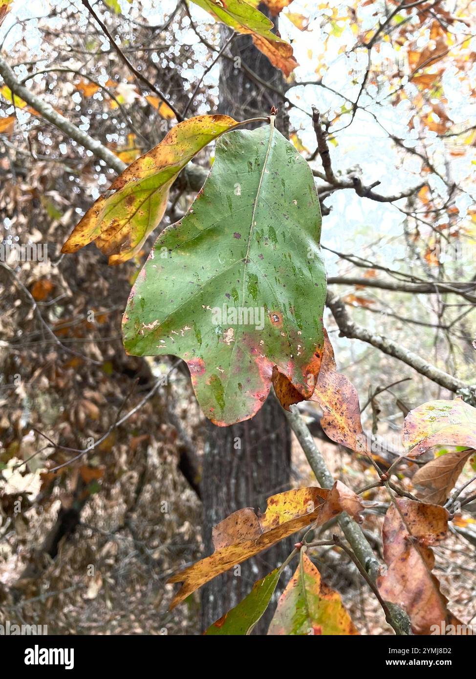 southern red oak (Quercus falcata Stock Photo - Alamy