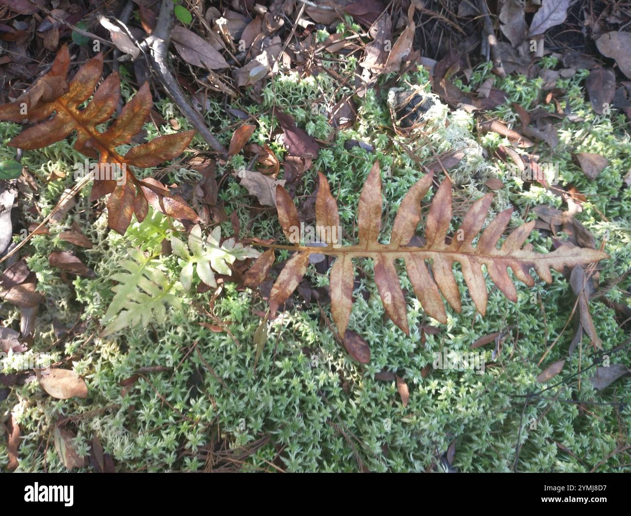netted chain fern (Woodwardia areolata Stock Photo - Alamy