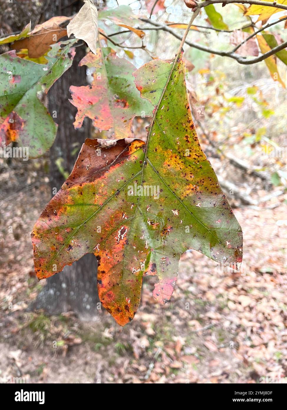 southern red oak (Quercus falcata Stock Photo - Alamy