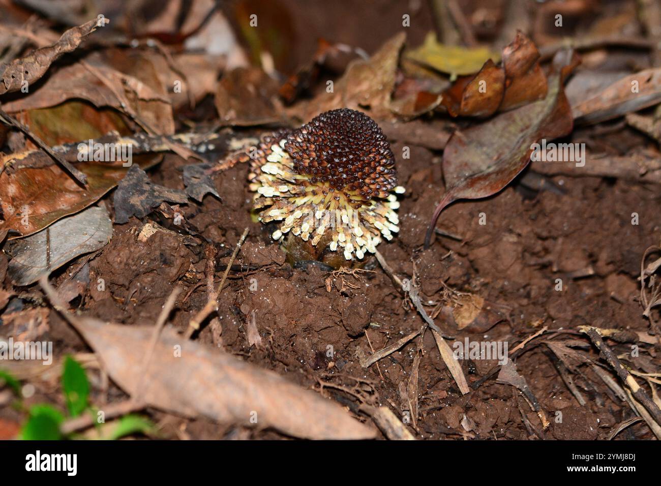fungus root (Balanophora fungosa Stock Photo - Alamy