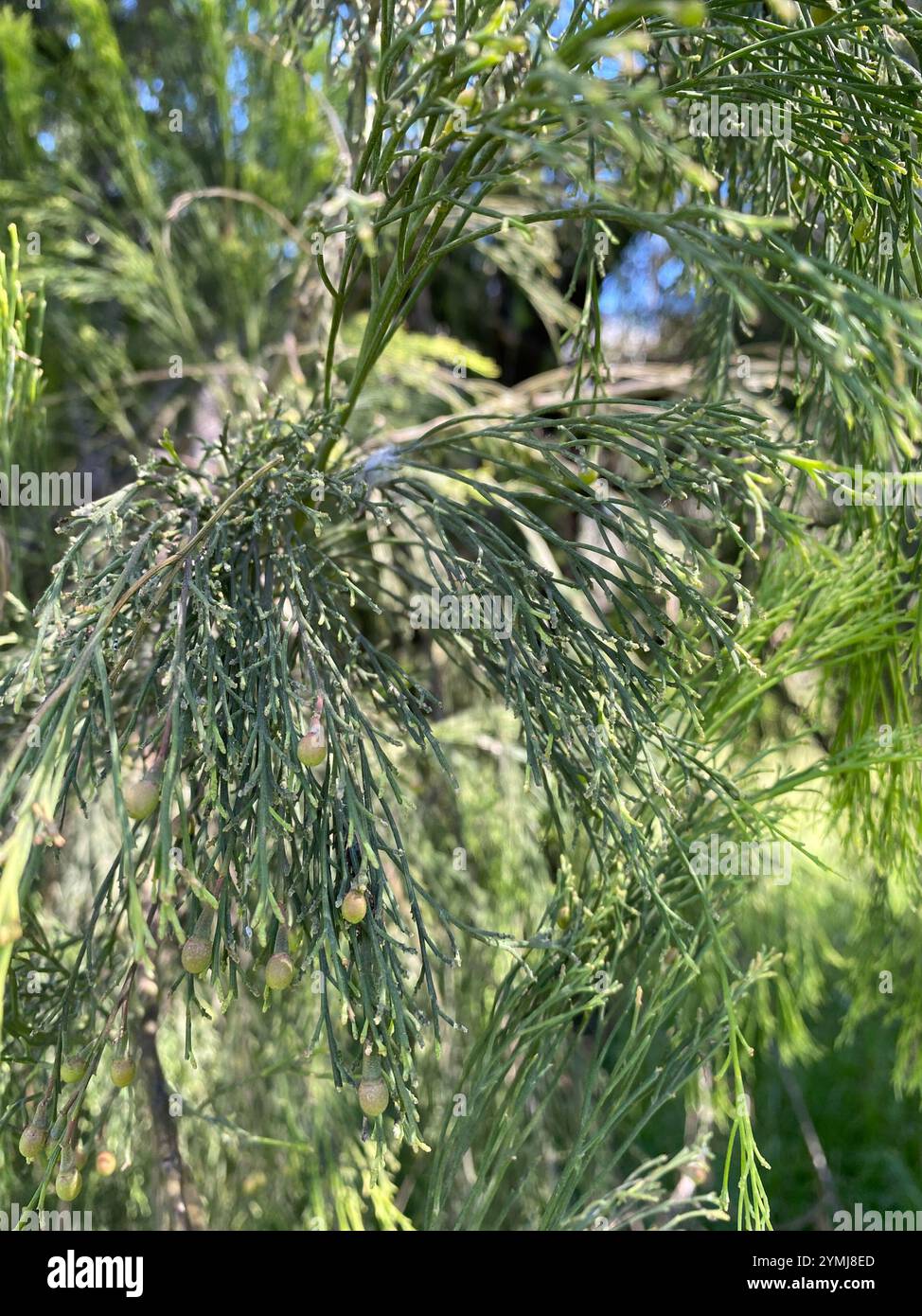 Exocarpos cupressiformis hi-res stock photography and images - Alamy